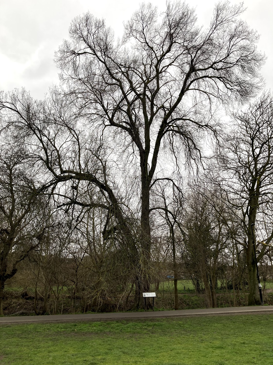 Famous Dutch Elm, Lewisham's great survivor, to be joined by two ...