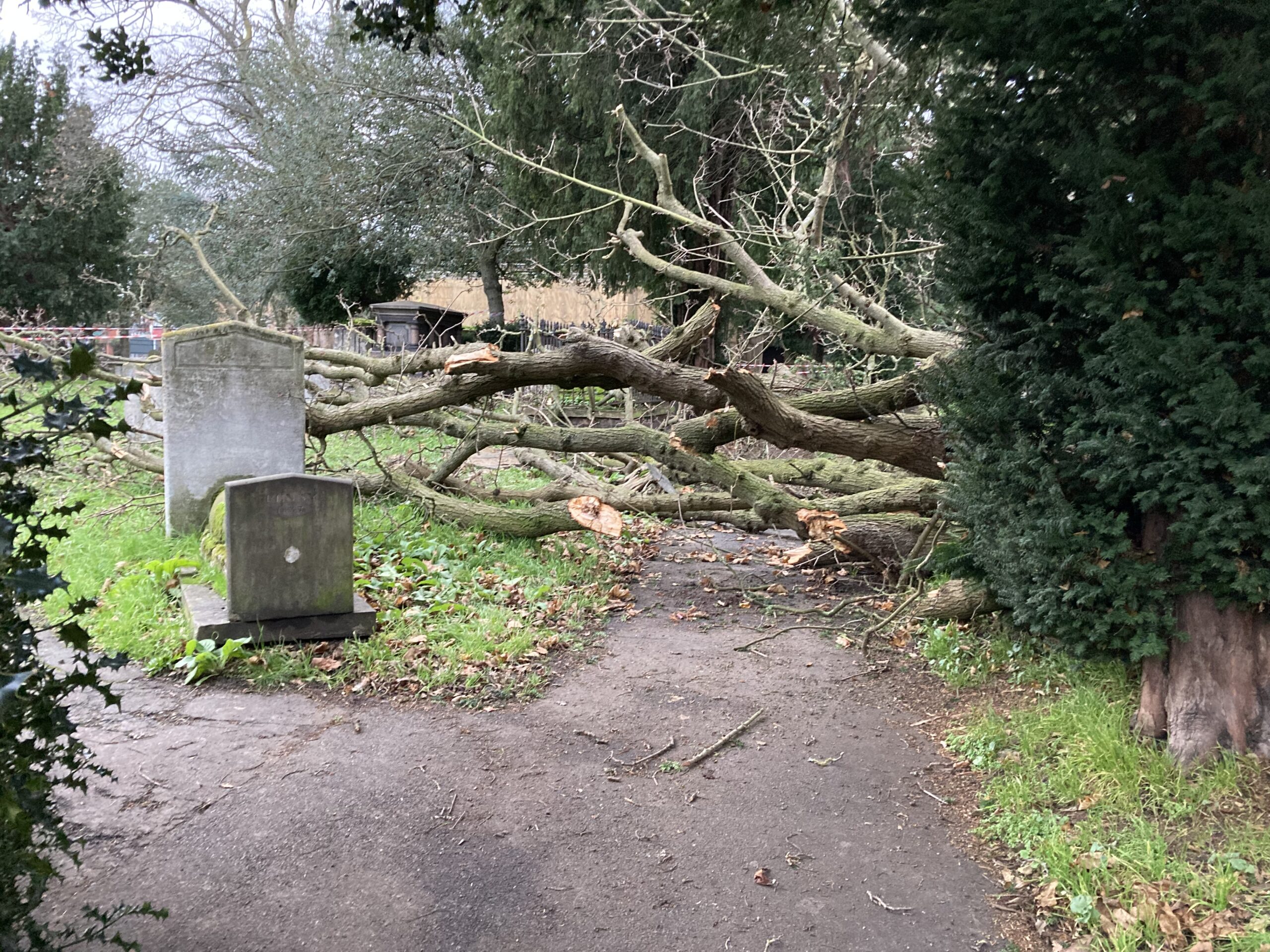 Volunteers create attractive garden in St Mary's Churchyard after tree ...